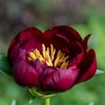 Peony Roots - Buckeye Belle - 3 Roots - Red Flower Bulbs, Root Attracts ...