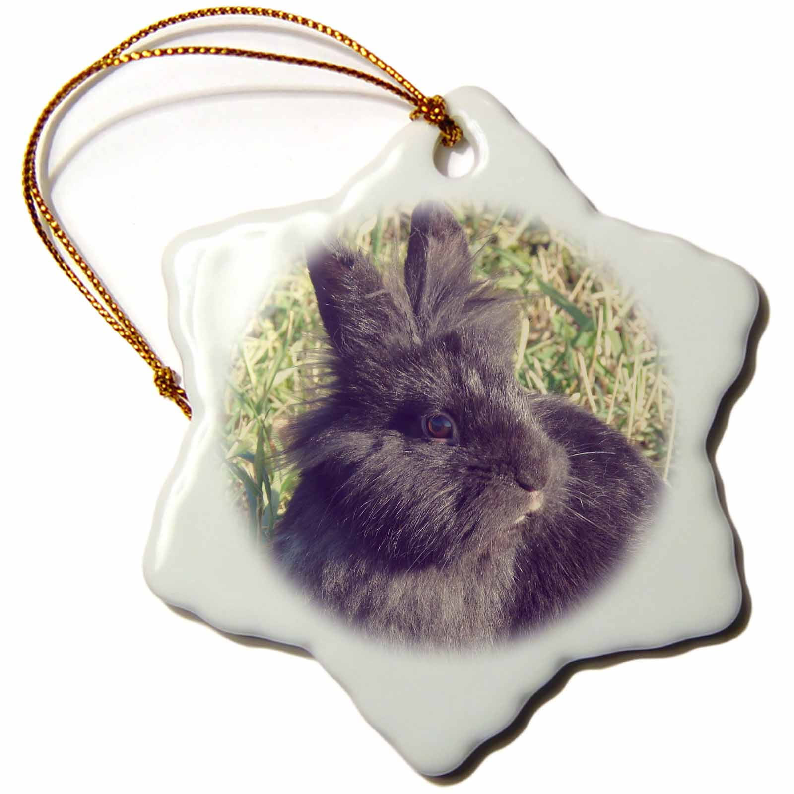 Black Lionhead Rabbit