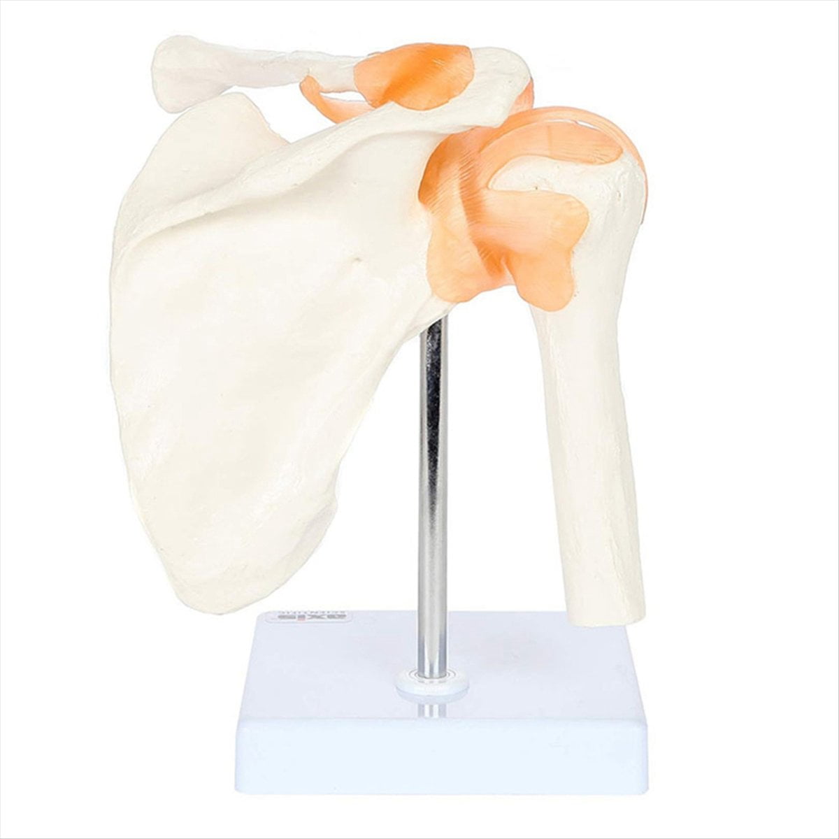 Modelo de Articulación del Hombro de PVC, Ligamento Óseo del Hombro ...