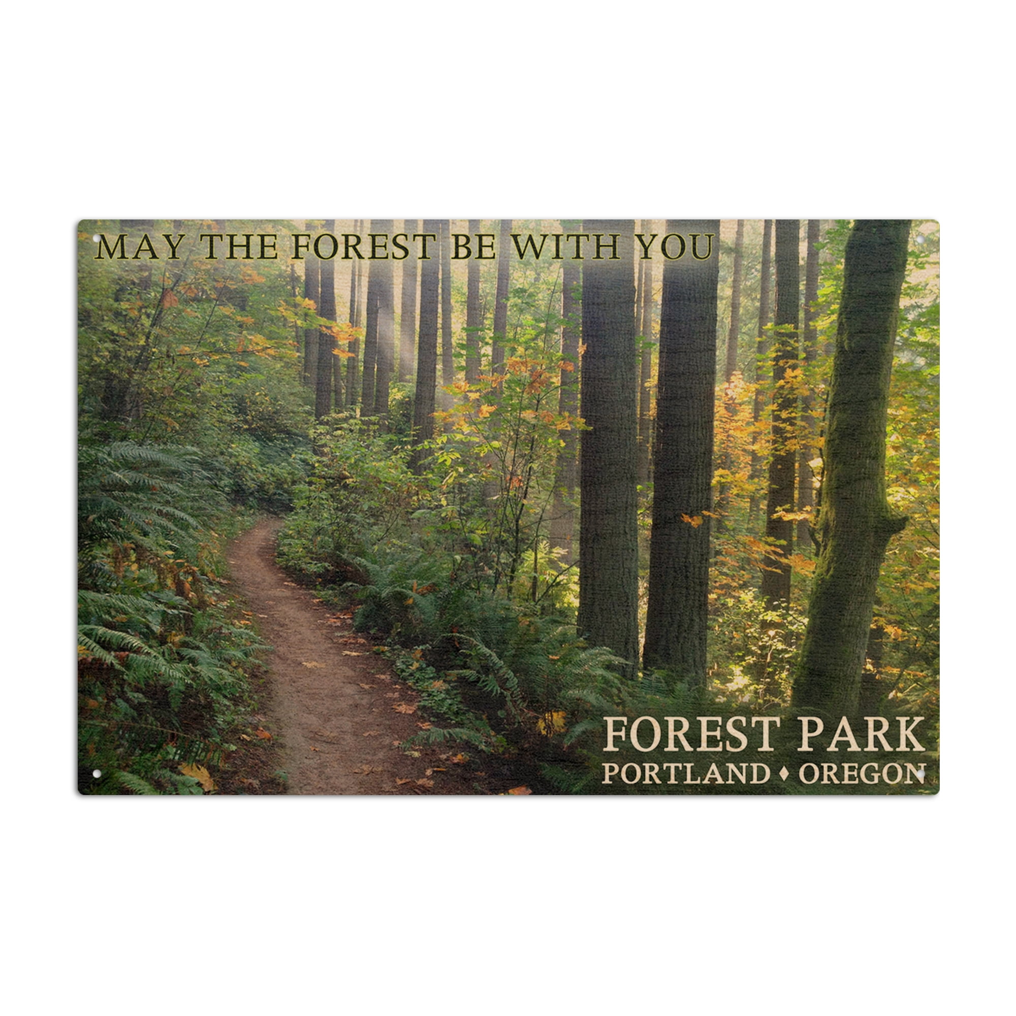 Forest Park, Portland, Oregon, May the Forest be with You Birch Wood ...