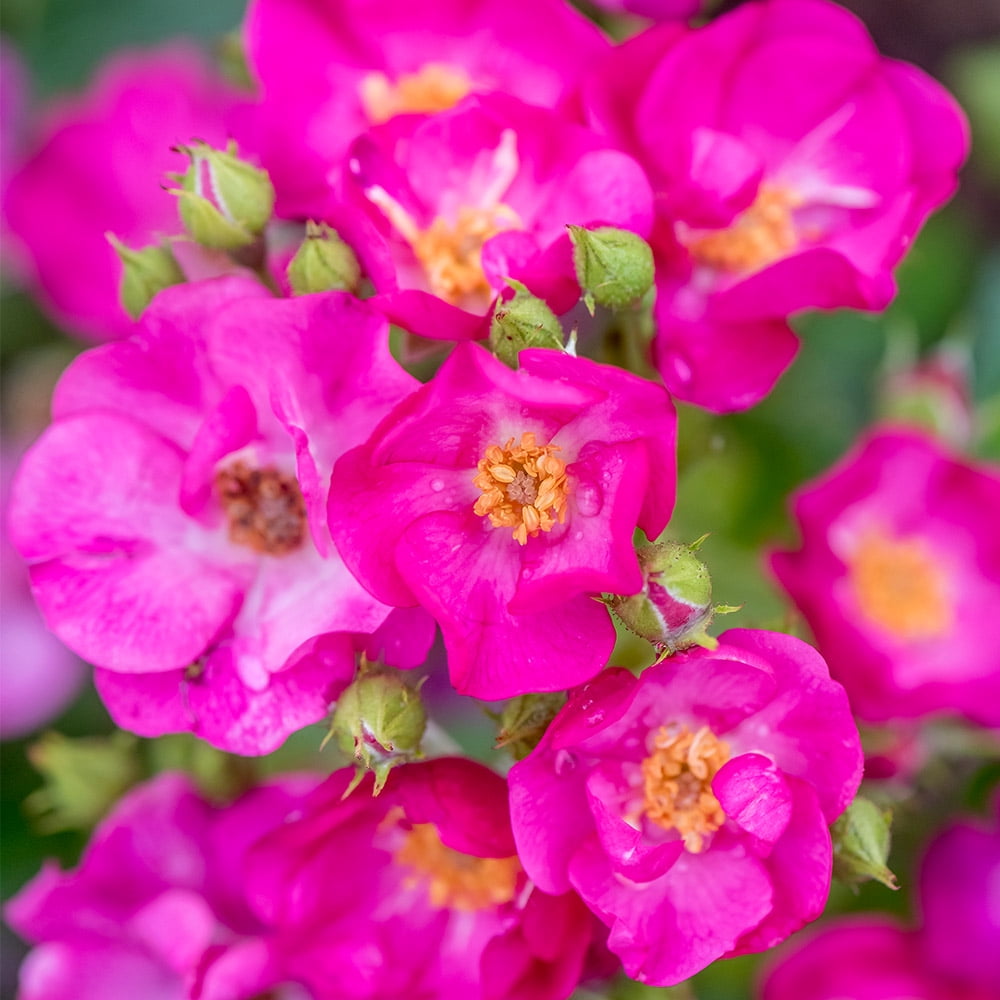 Heirloom Roses Purple Rose Bush - Grape Jelly™ Floribunda Live Plant ...
