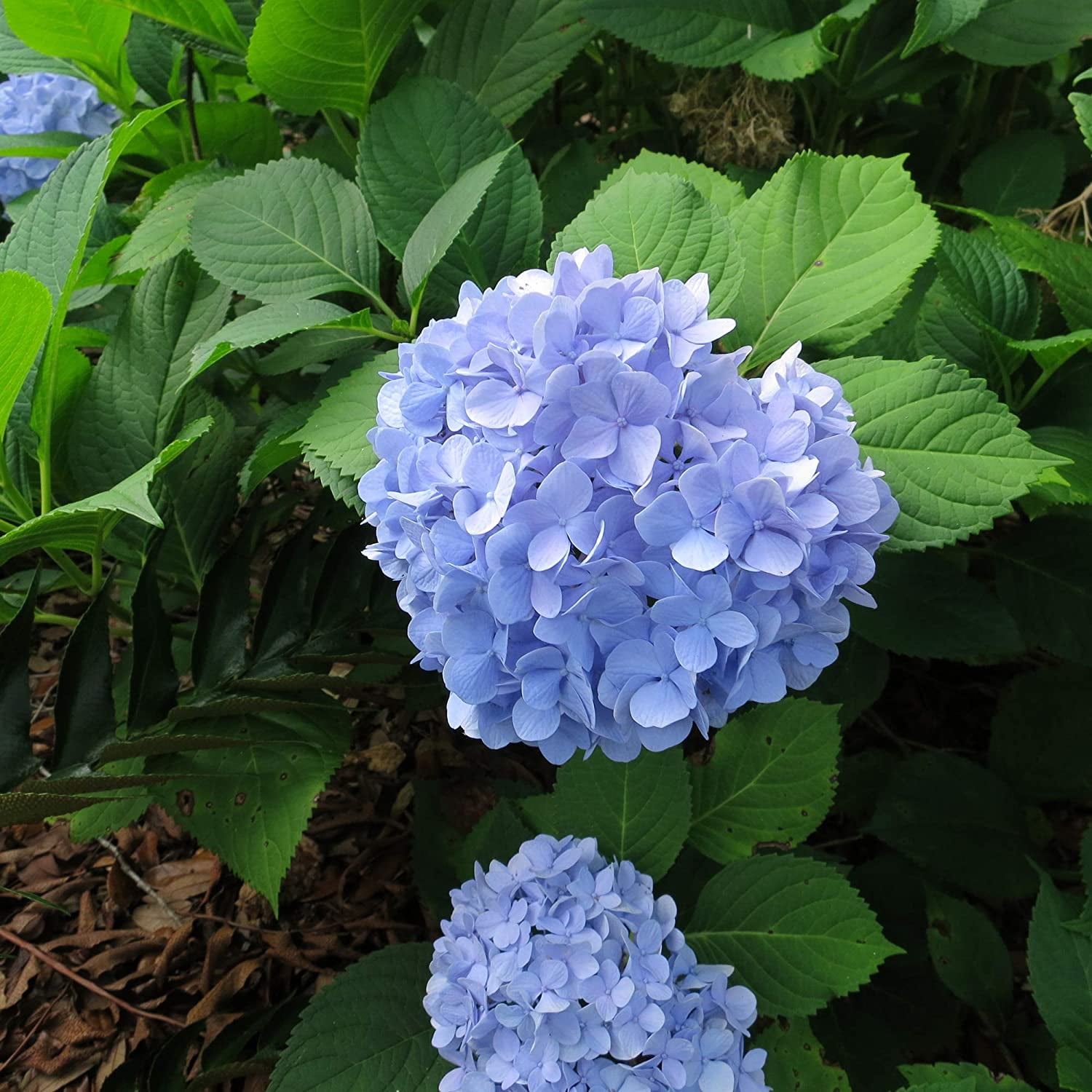 3 Gal. Penny Mac Hydrangea - Different Colored Blooms - Low Maintenance ...