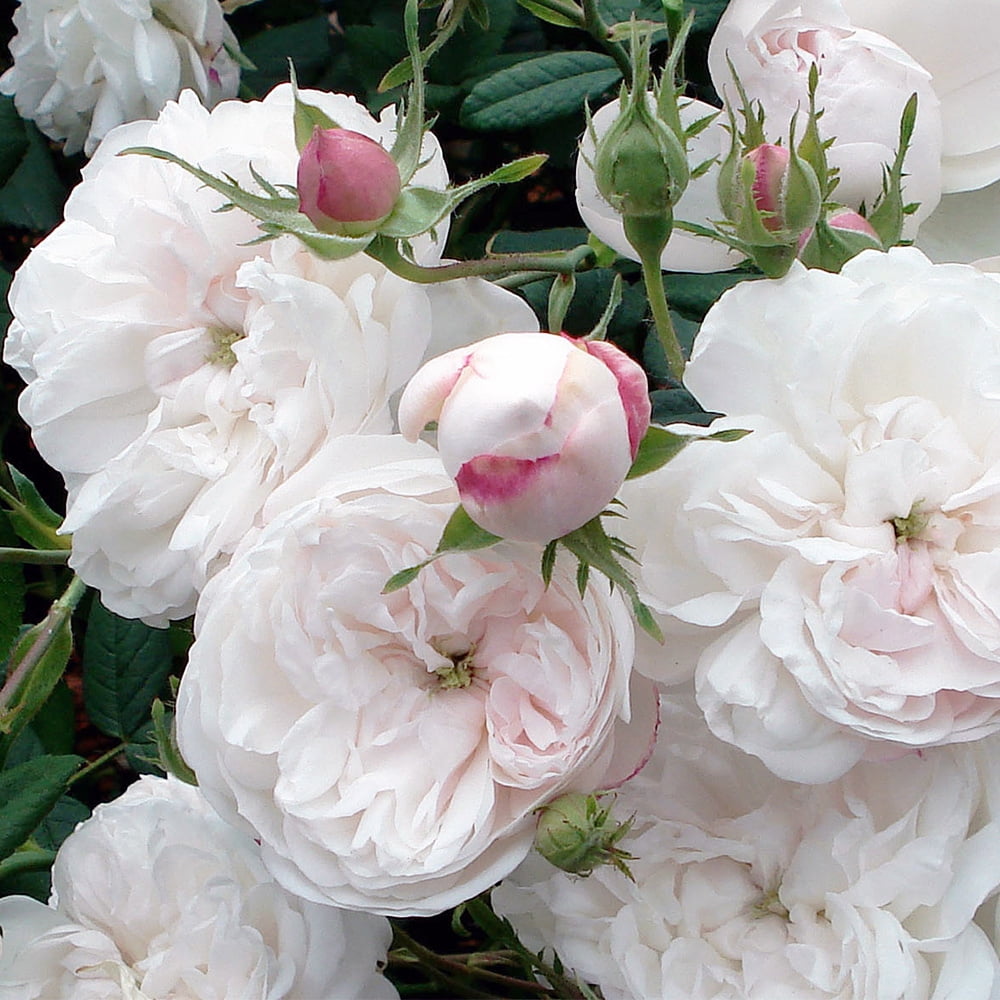 Heirloom Roses Alba Rose Bush - The Mme Plantier Philippines | Ubuy