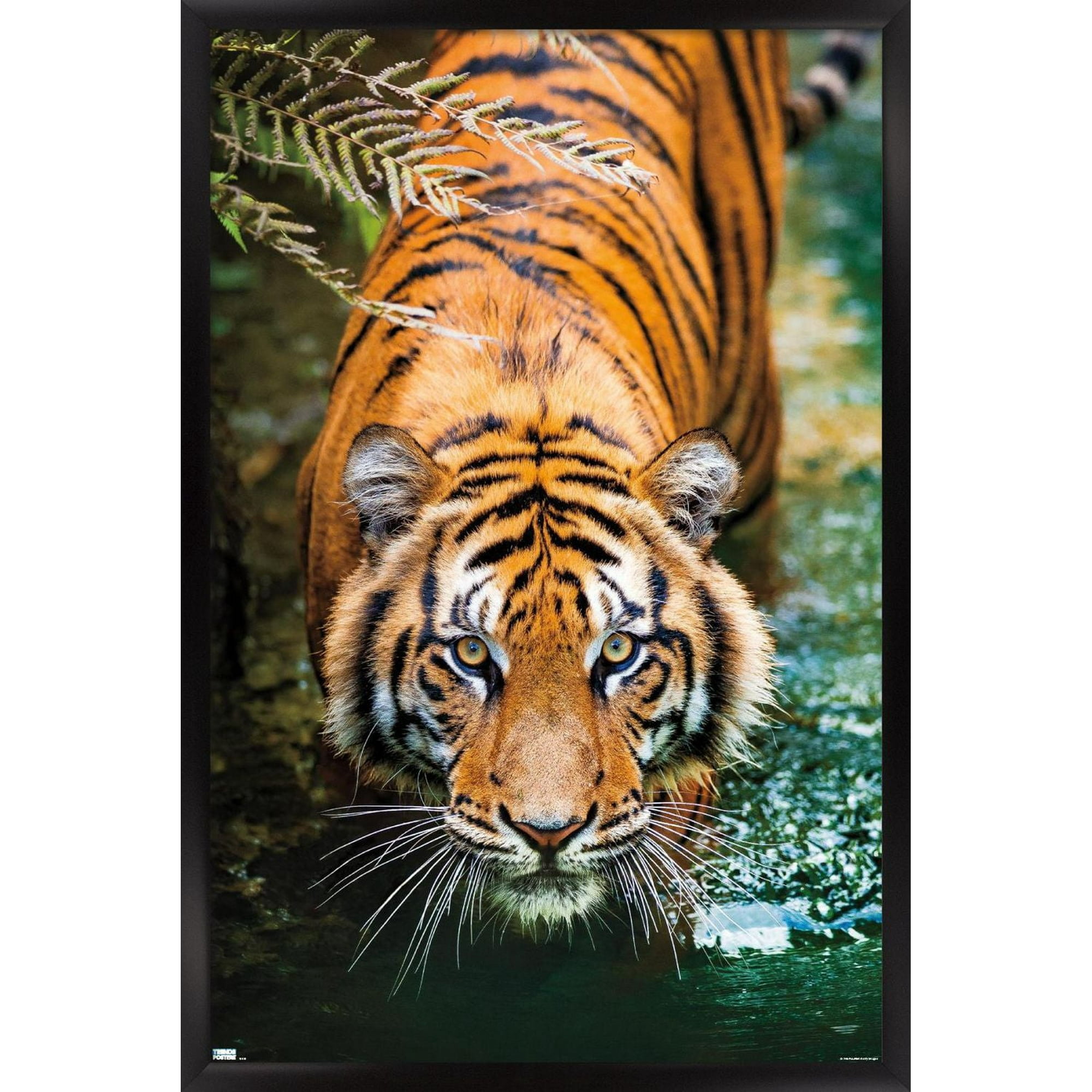 Click here for Trends International Tiger - Water Wall Poster  22... prices