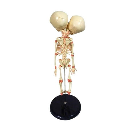 Langgg Double Headed Baby Skeleton Model with Base for Teaching ...