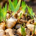 Blue Purple Iris Saplings-(Non-Artificial)-Strong Vitality Easy Grow ...