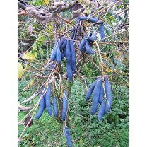 7 BLUE SAUSAGE FRUIT Edible & Ornamental Decaisnea Fargesii Tree Shrub ...