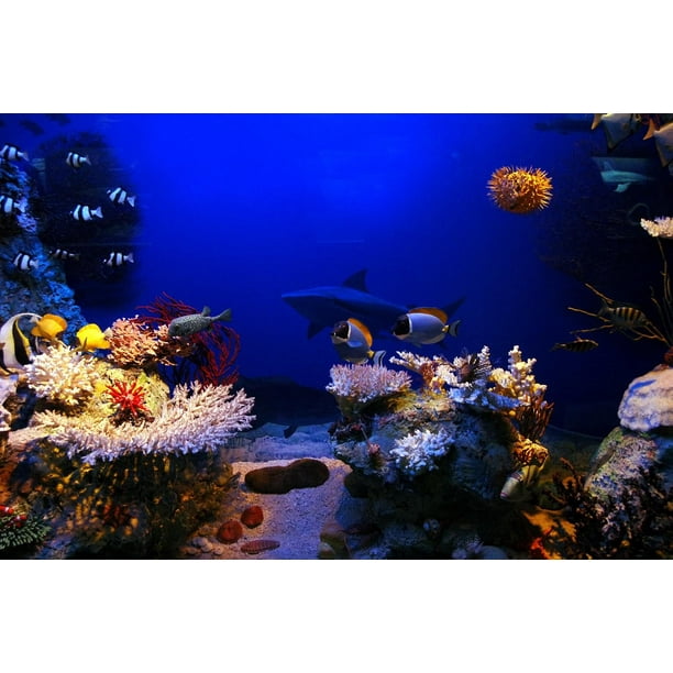 Wallmonkeys Underwater Scene Peel and Stick Wall Decals Mural WM16791 ...