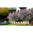 Outdoor Hardy Texas Sage - 10 Live Plants - Low Maintenance, Drought ...