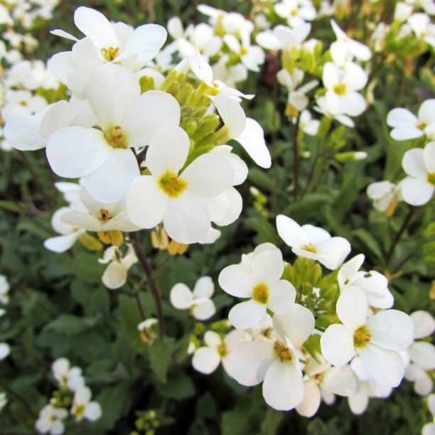 Arabis Snow Cap Flower Seeds - 1000 Seeds - White Blooms Perennial ...