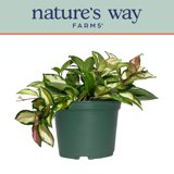 Rare Wyatt Wax Plant - Hoya wyetti - Great House Plant - 4" Pot ...