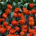Fire Queen Tulip 10 Bulbs - 12/+ cm - Orange Flowers with Red Flame ...