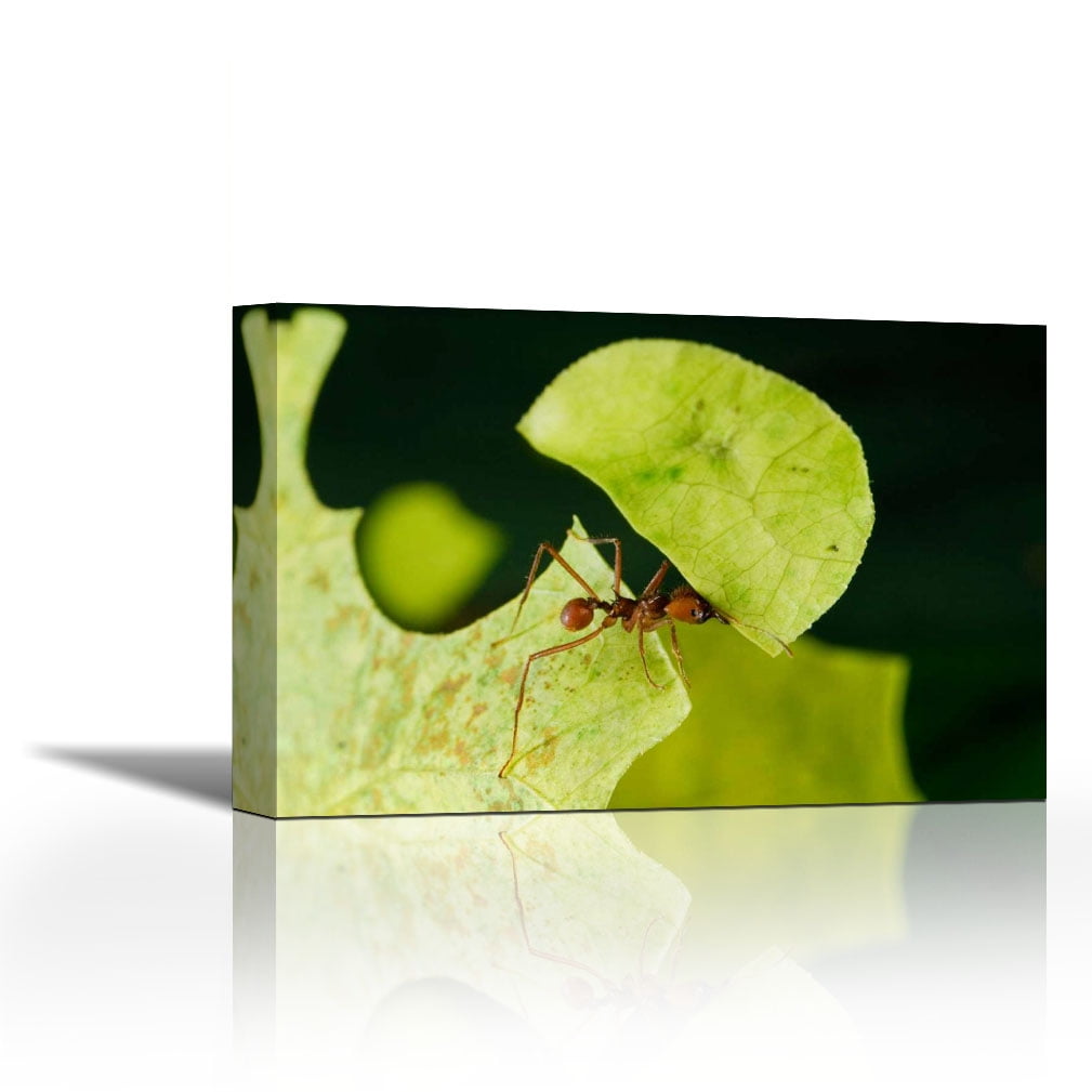 Leafcutter Ant ant carrying freshly cut leaf, Costa Rica - Contemporary ...