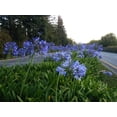 Agapanthus Blue Lily of The Nile | 40 Live Plants | Agapanthus ...