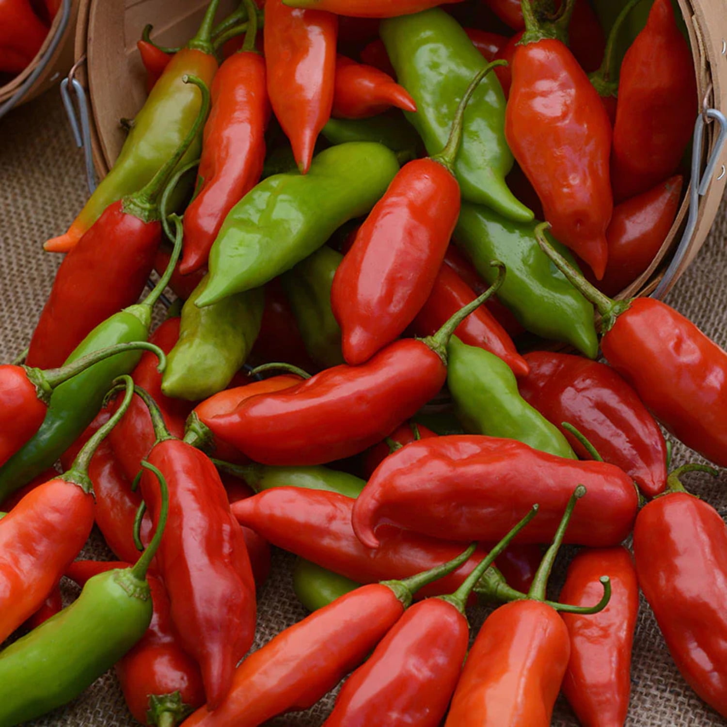 Pepper Seeds - Aji Rico Organic Variety Pepper Seeds - Non-GMO - 50 ...