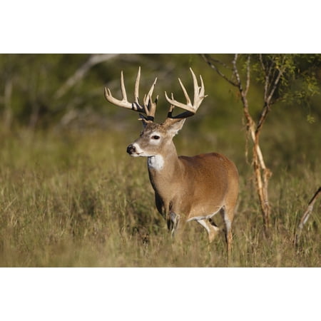 White-tailed Deer (Odocoileus virginianus) in cactus, grass and ...