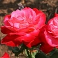 Heirloom Roses - Mon Cheri™ Hybrid Tea Rose Bush - Walmart.com