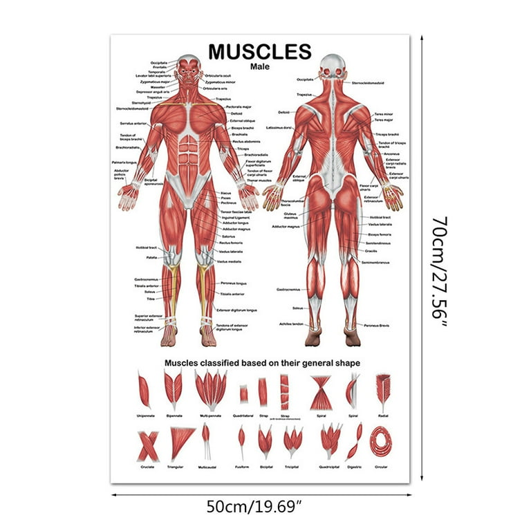 Human Muscle Anatomy Back