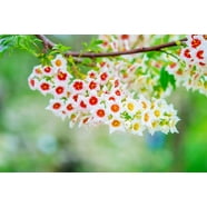5 Cold Hardy Yellowhorn Tree Seeds - Xanthoceras Sorbifolium ...