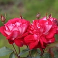 Heirloom Roses - Fragrant El Catala Hardy Rose Bush - Red Rose Flowers ...