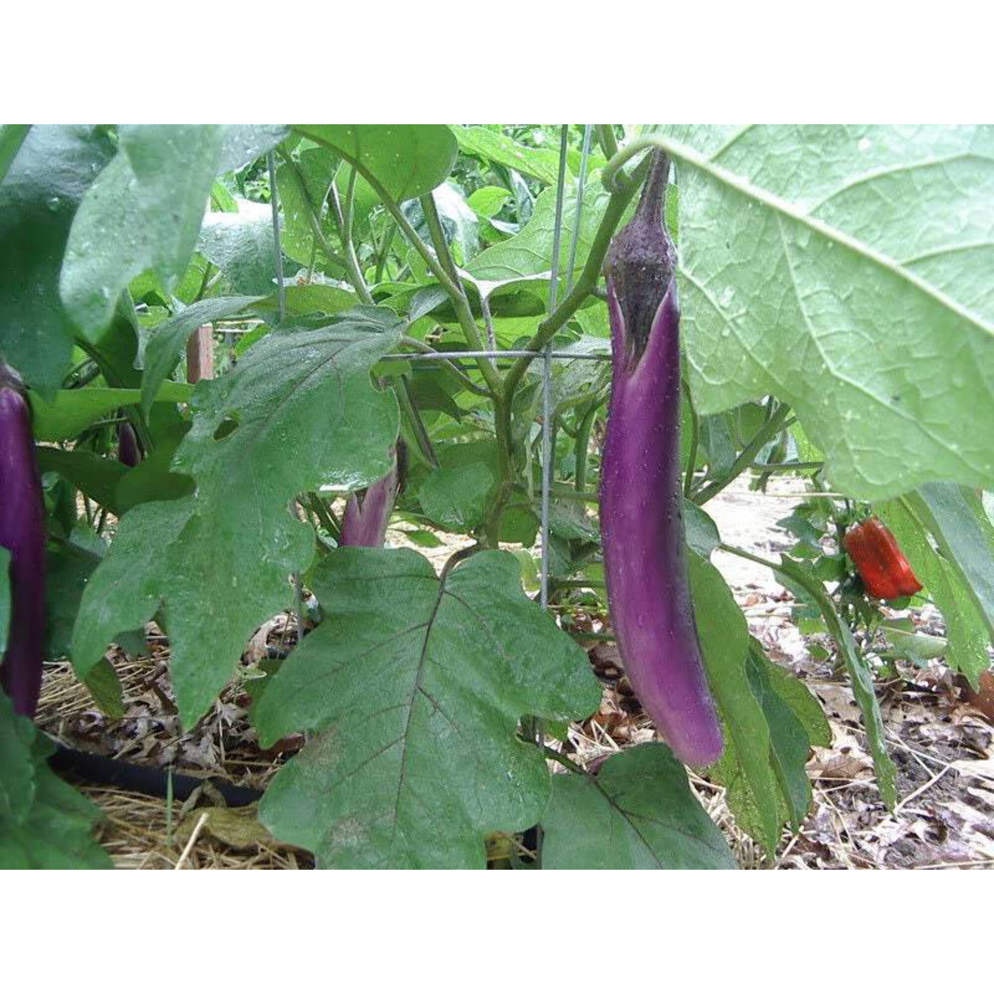 Click here for Seedville Usa 1000 Long Purple Eggplant Solanum Me... prices