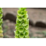 50 Mixed Colors VERONICA SIGHTSEEING MIXTURE (Spike Speedwell) Veronica ...