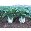 500 Chinese Cabbage-Michihili/Napa Cabbage Seeds, Heirloom, Non GMO ...