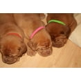 BRISEZZS 12 Colors Identification ID Collars Bands Whelp Puppy Dog Pet ... BRISEZZS 12 Colors Identification ID Collars Bands Whelp Puppy Dog Pet ...