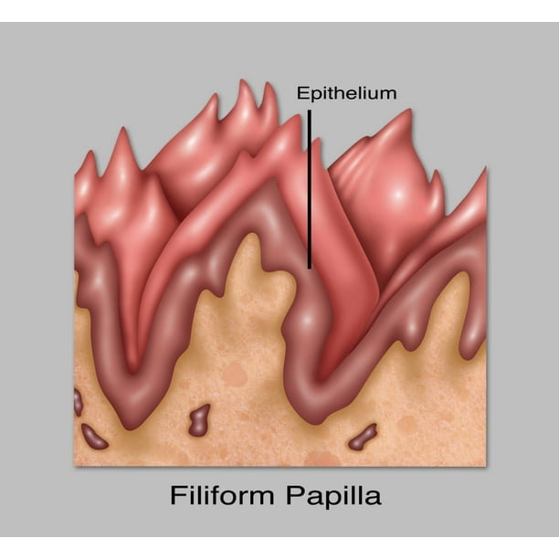 Filiform Papillae Illustration Poster Print By Gwen Shockeyscience Source