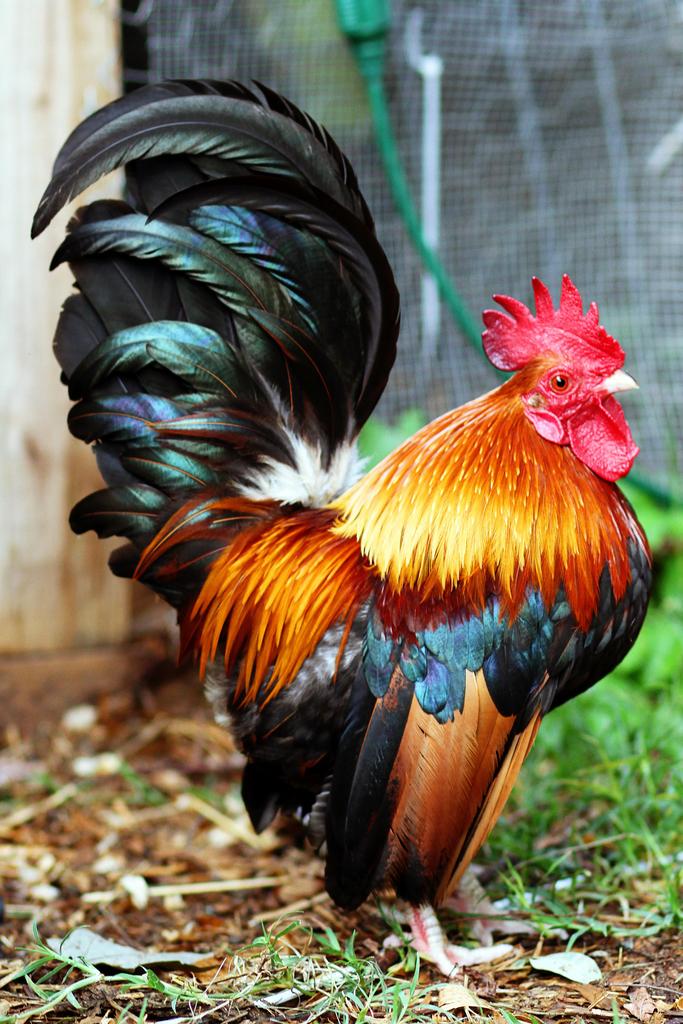 Malaysian Serama Rooster Photo Photograph Chicken Bird Pictures Wall ...