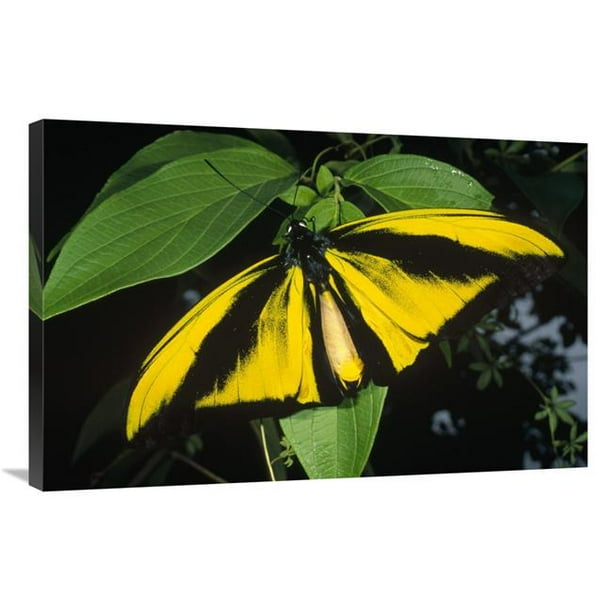 24 x 36 in. Goliath Birdwing Butterfly Male, Rare Species, Irian Jaya ...