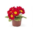15 SCARLET ENGLISH PRIMROSE Red Primula Vulgaris Part Shade Houseplant ...