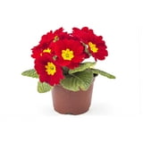 15 SCARLET ENGLISH PRIMROSE Red Primula Vulgaris Part Shade Houseplant ...