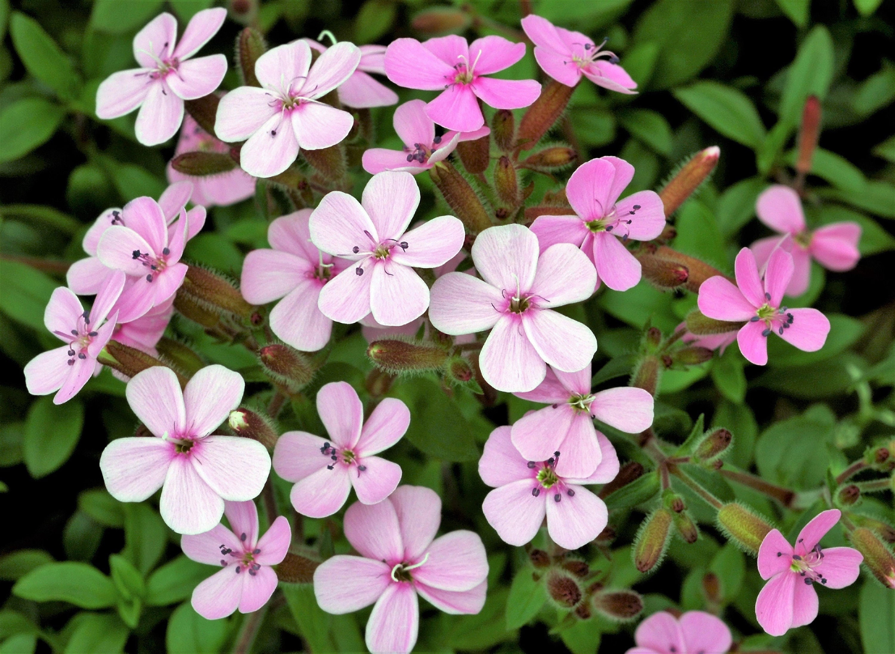 250 TALL SOAPWORT Saponaria Hispanica syn. Saponaria Vaccaria Cowcockle ...