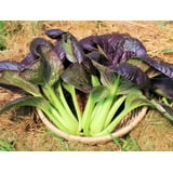 TomorrowSeeds - Purple Lady Bok Choy Seeds - 3000+ Count - For 2026 ...