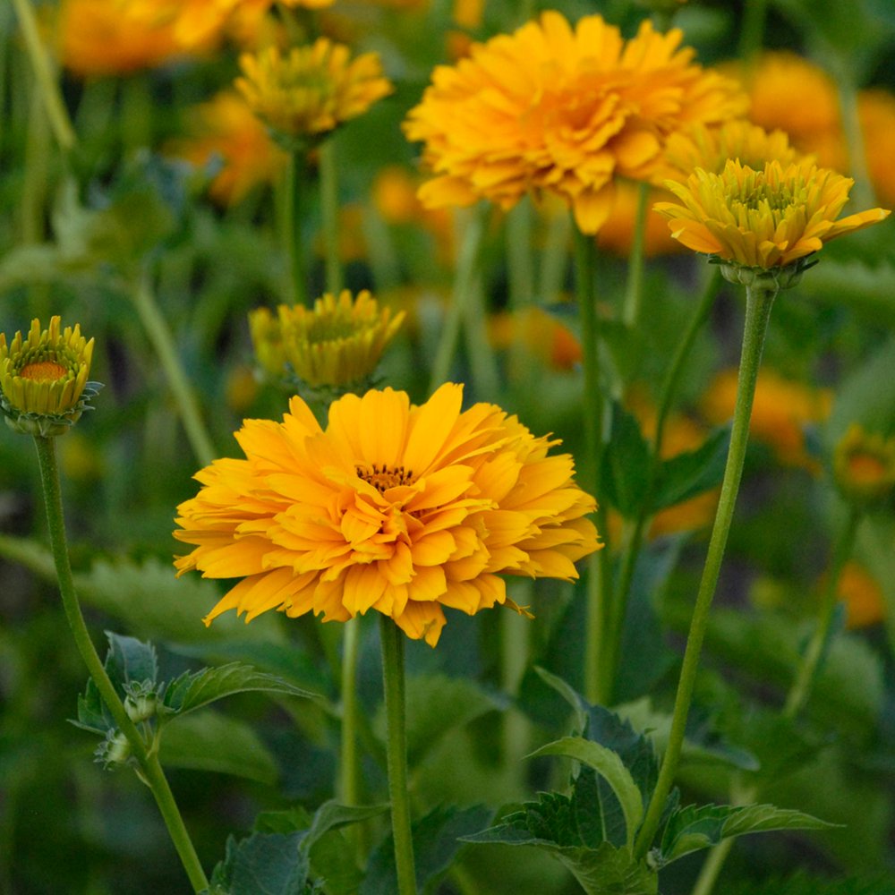 Summer Sun Heliopsis Flower Garden Seeds - 1000 Seeds - Perennial ...