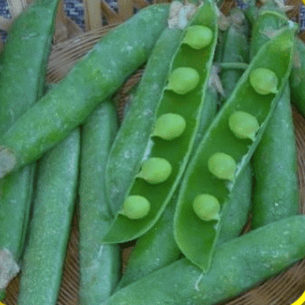 Everwilde Farms - 1/4 Lb Mr Big Pea Garden Pea Seeds - Gold Vault Bulk ...