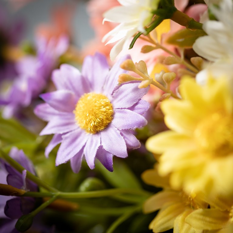 Multi Colored Daisy Flowers | Best Flower Site