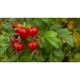 Red Rugosa Rose Bush Seeds for Planting (50 Seeds) - Rosa Rugosa Rubra ...