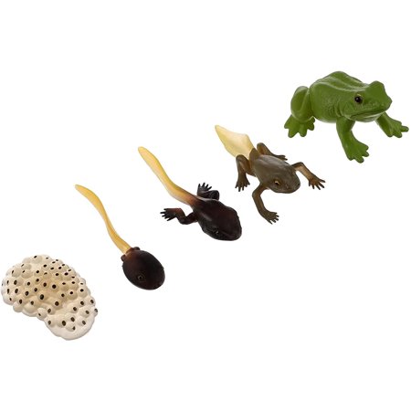 5 Pieces Life Cycle Figures of Frog Realistic Frog Life Cycle Model ...