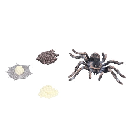 Spptty Lifelike Spider Growth Cycle Model Insect Figurines Life Cycle ...