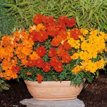 Bulk Seeds, Crazy Mix Cosmos (Cosmos bipinnatus) Non-GMO Seeds - Ships ...