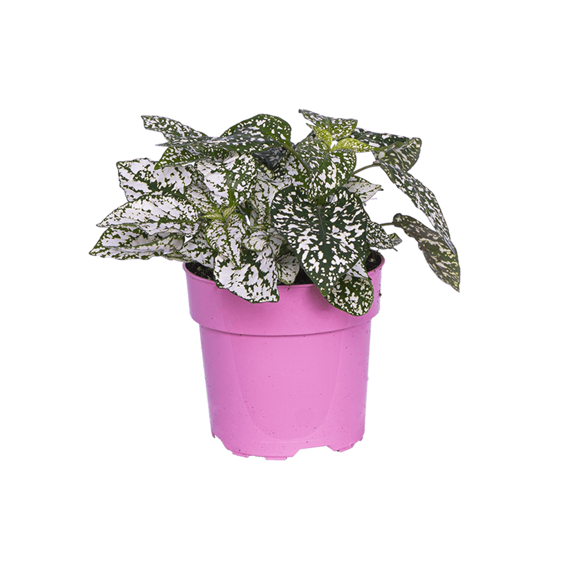 Click here for Plantsome Polka Dot Hypoestes (S) Live Plants In 4... prices