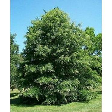 White Oak Tree Seeds for Planting | White Oak is Prized for Attractive ...