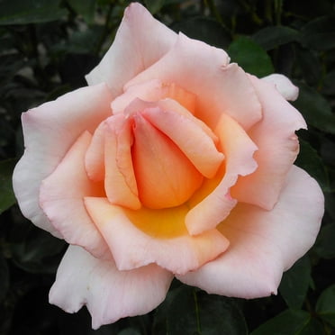 Heirloom Roses Fragrant Rose Bush - Bride Hybrid Tea Rose Plant ...