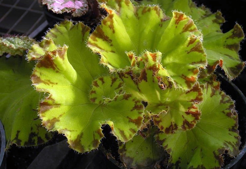 Baby Dress Begonia Plant - 3.75" Pot - Terrarium/Fairy Garden ...