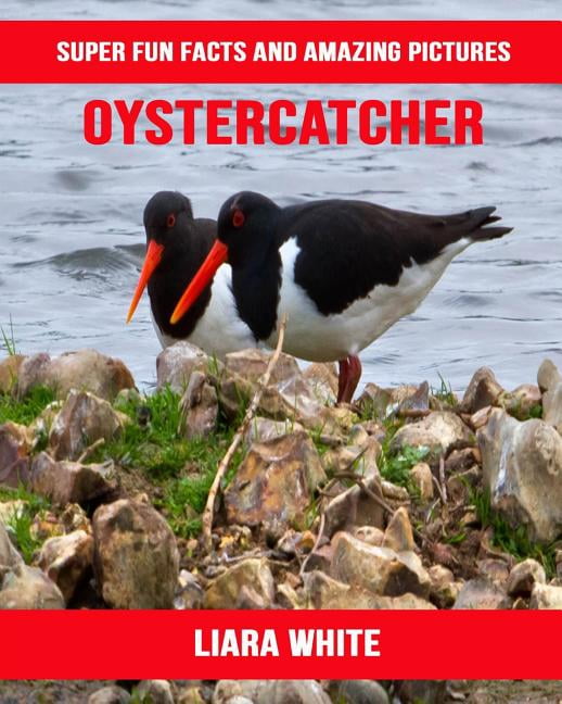 Oystercatcher: Super Fun Facts and Amazing Pictures Paperback - Walmart.com