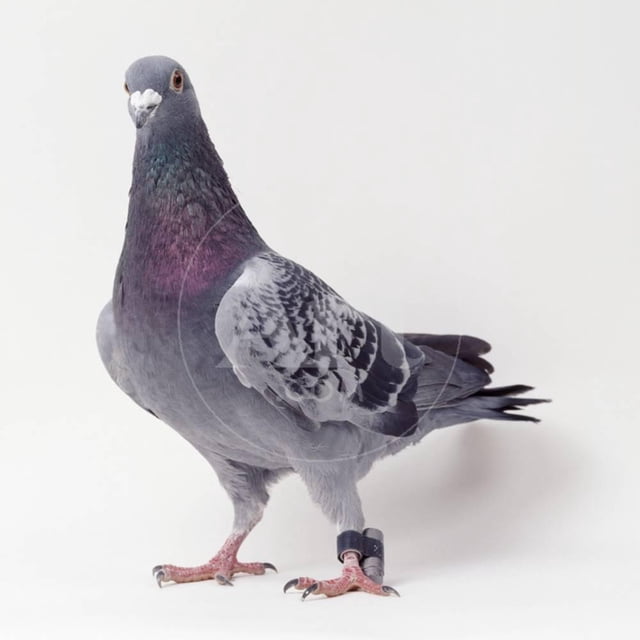 Homing Pigeon in Studio, Animals Unframed Photographic Print Wall Art ...