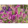 50 'PINK Sundae' Clary SAGE / SALVIA Viridis Horminum Herb Flower Seeds ...