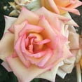 Heirloom Roses - The Lady Hybrid Tea Rose, Potted Live Plant with ...